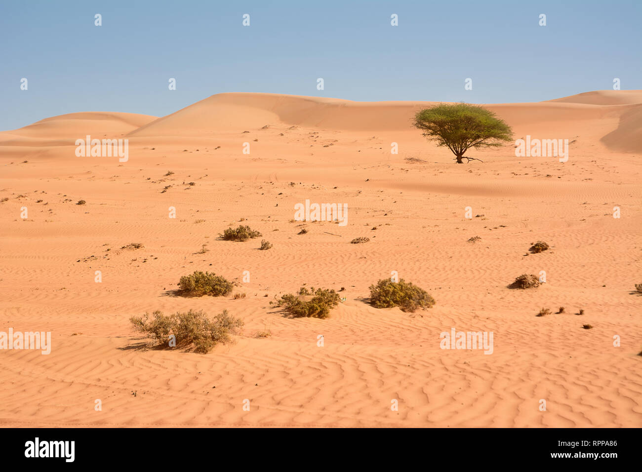 Isolated tree in the Wahiba Sand Desert (Oman Stock Photo - Alamy