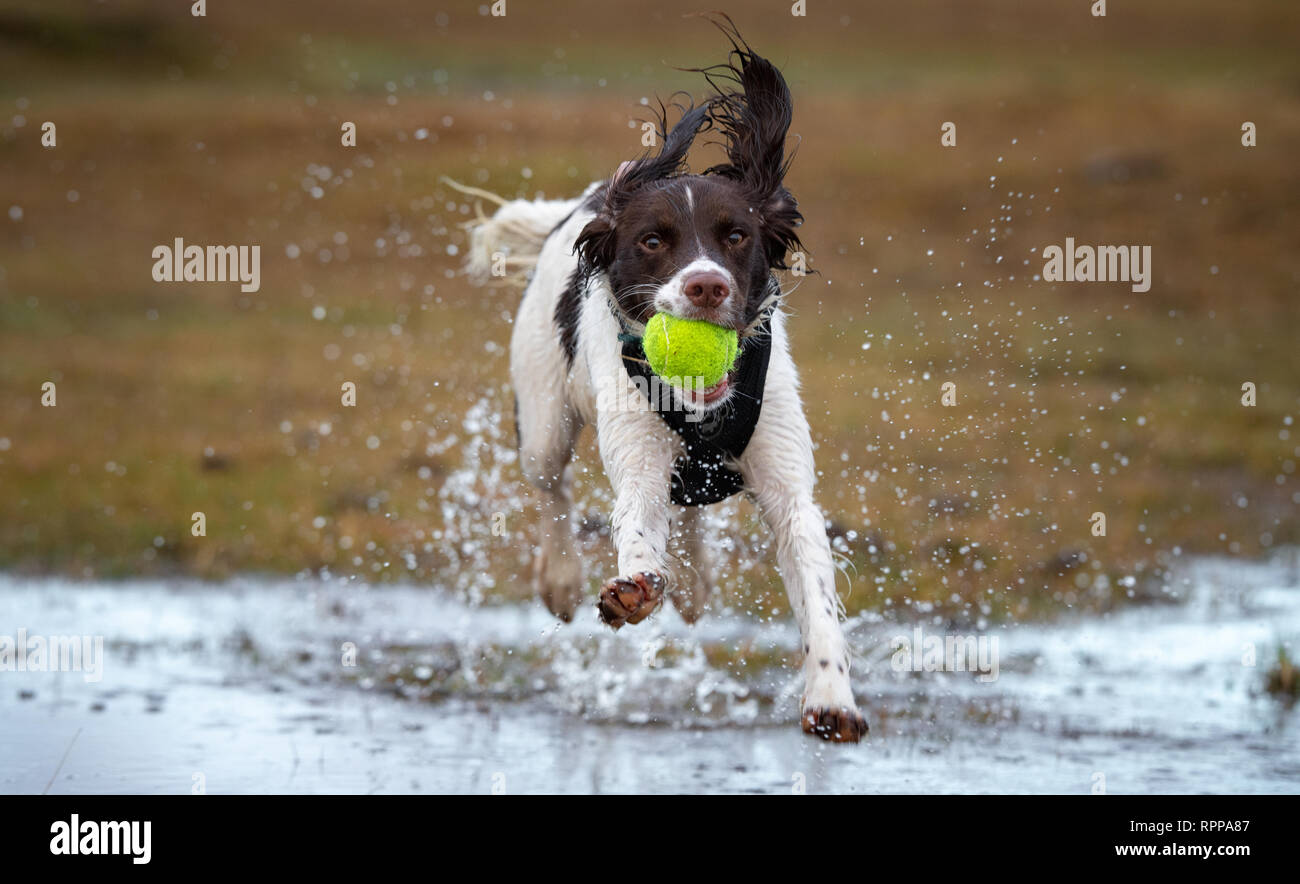 A young English Springer spaniel ( 11 Months) running with ball in ...