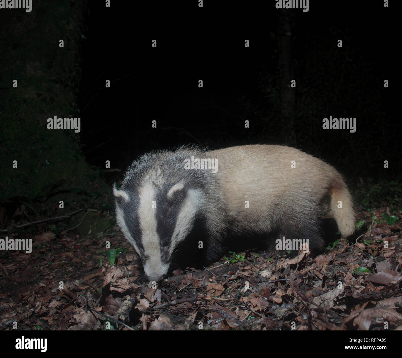 Badger smelling hi-res stock photography and images - Alamy