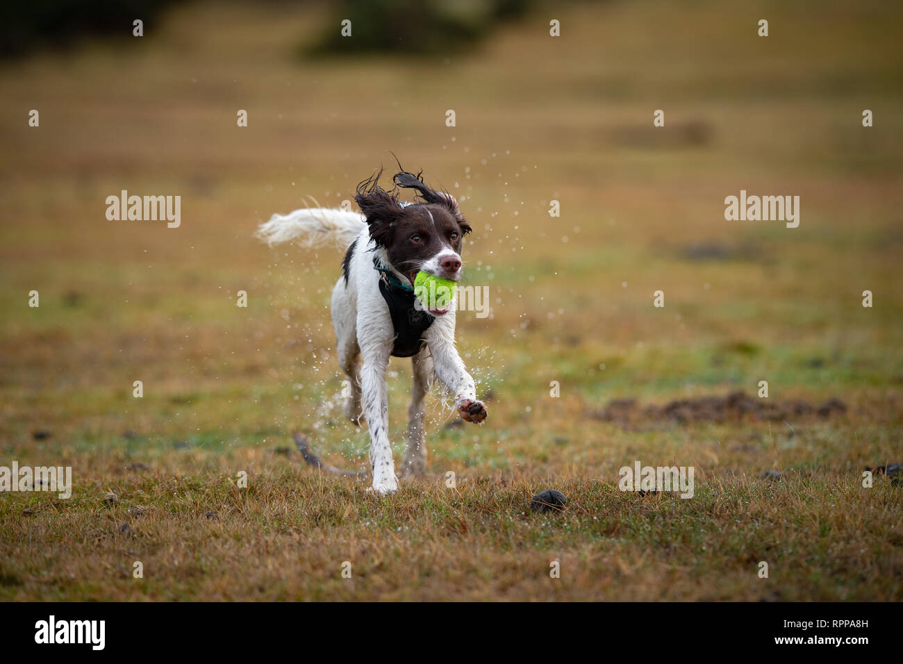A young English Springer spaniel ( 11 Months) running with ball in ...