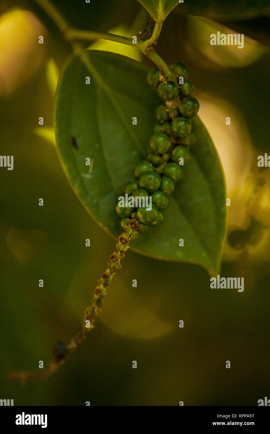 Spice plant hi-res stock photography and images - Alamy