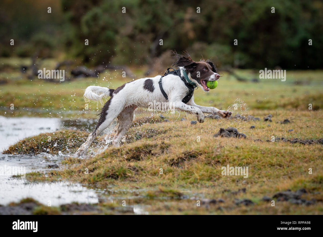 A young English Springer spaniel ( 11 Months) running with ball in ...