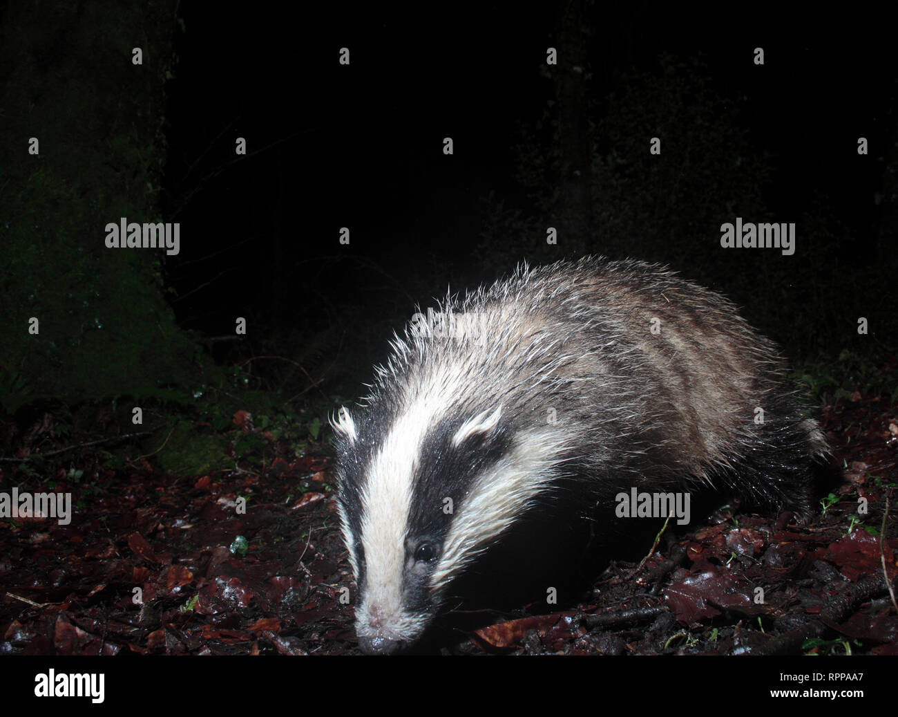 Badger smelling hi-res stock photography and images - Alamy