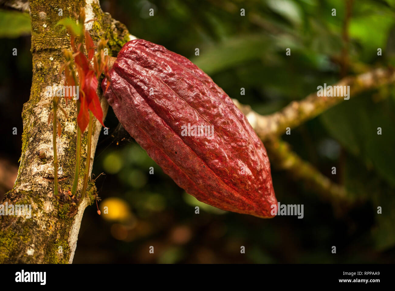 Cacao harvest costa rica hi-res stock photography and images - Alamy