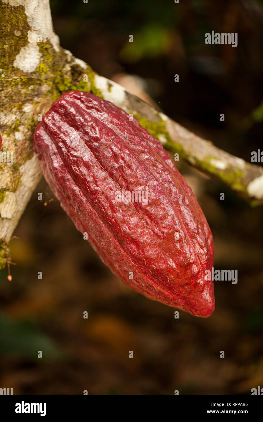 Cocoa plant tree with a fruit. Plantation in a Costa Rica Stock Photo ...