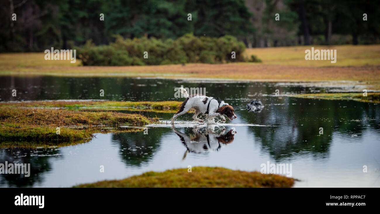 A young (11 months old) English Springer spaniel dog explores a flooded ...