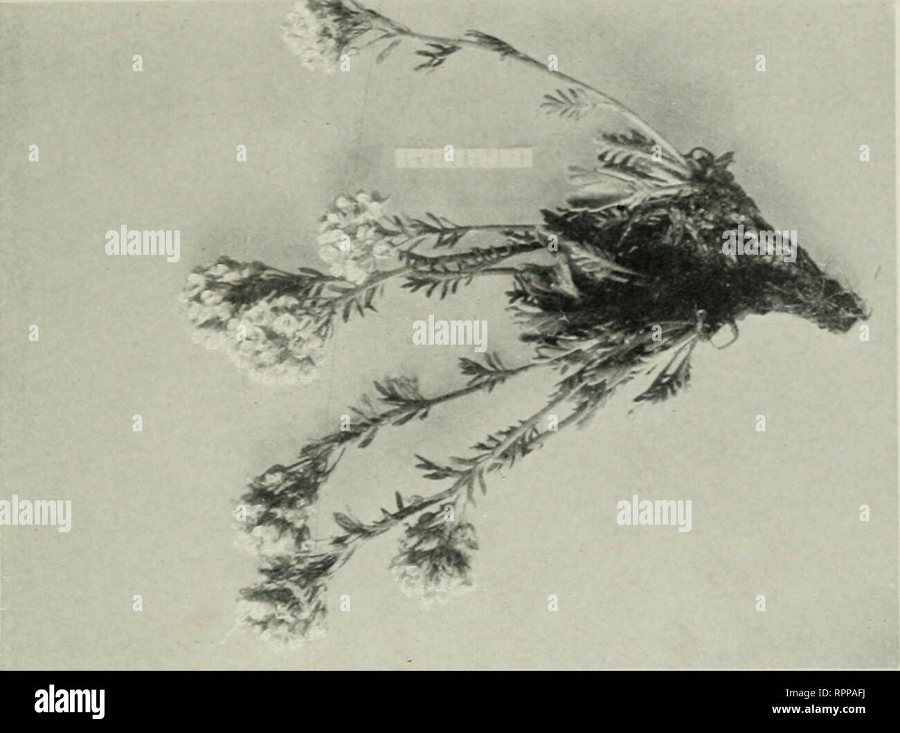 . Alpine flora of the Canadian Rocky Mountains. Mountain plants; Botany ...