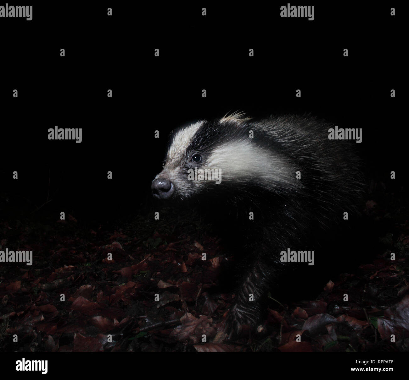 Badger smelling hi-res stock photography and images - Alamy