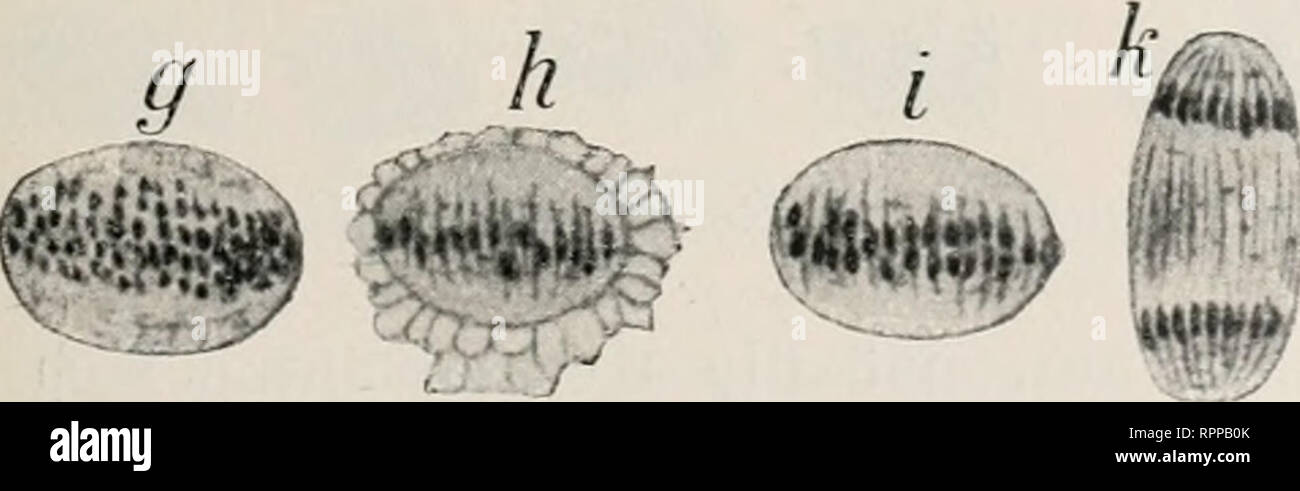 Mitotisch hi-res stock photography and images - Alamy