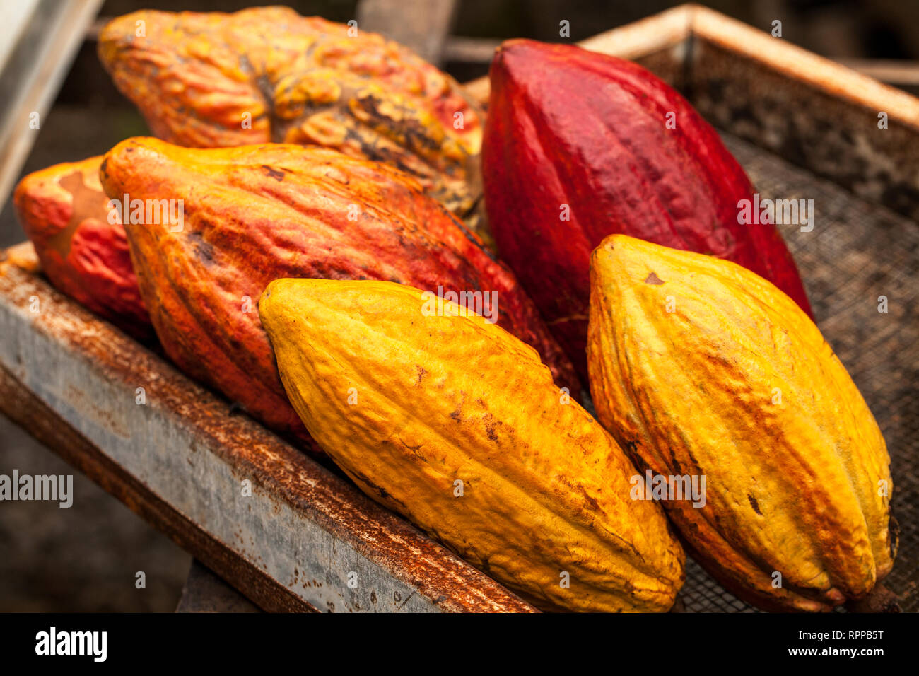Cacao harvest costa rica hi-res stock photography and images - Alamy
