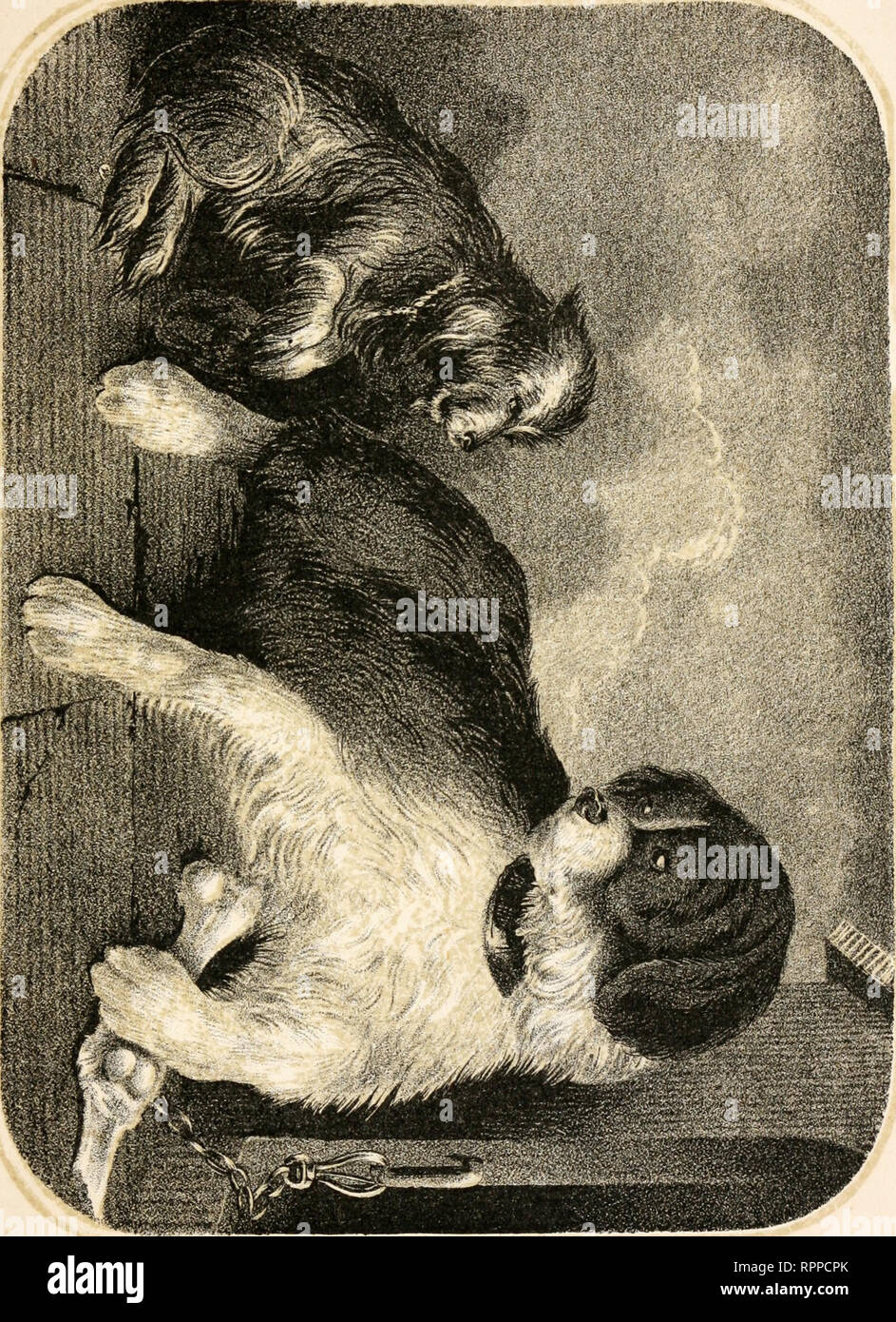 . The alphabetical drawing book, and pictorial history. [of quadrupeds ...