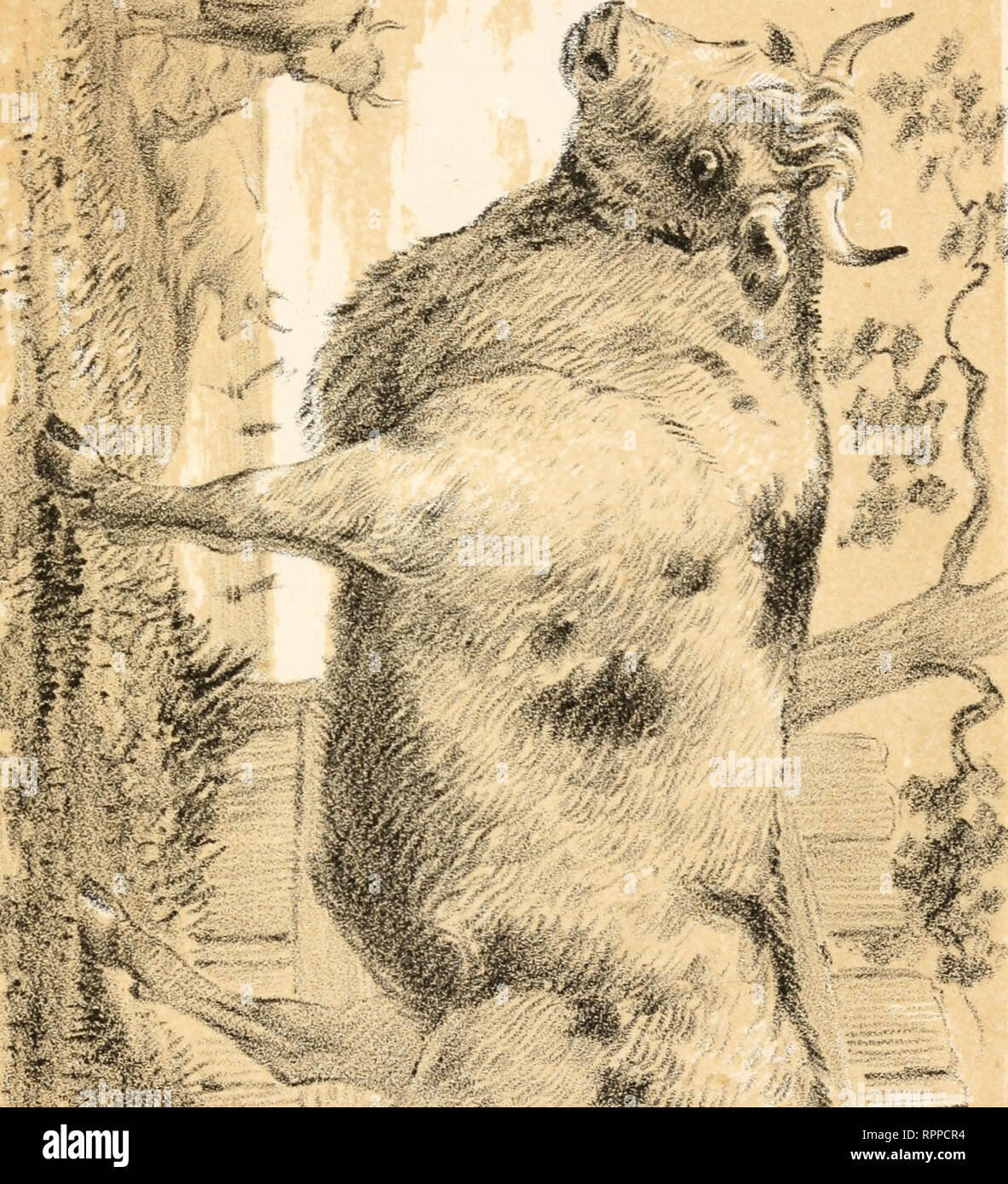 . The alphabetical drawing book, and pictorial history. [of quadrupeds ...