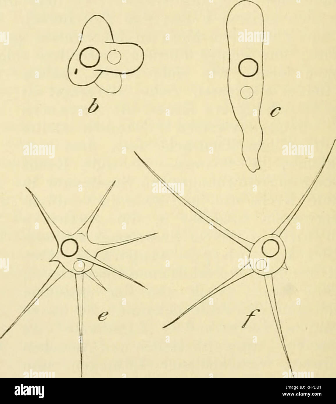 Radiosa High Resolution Stock Photography and Images - Alamy