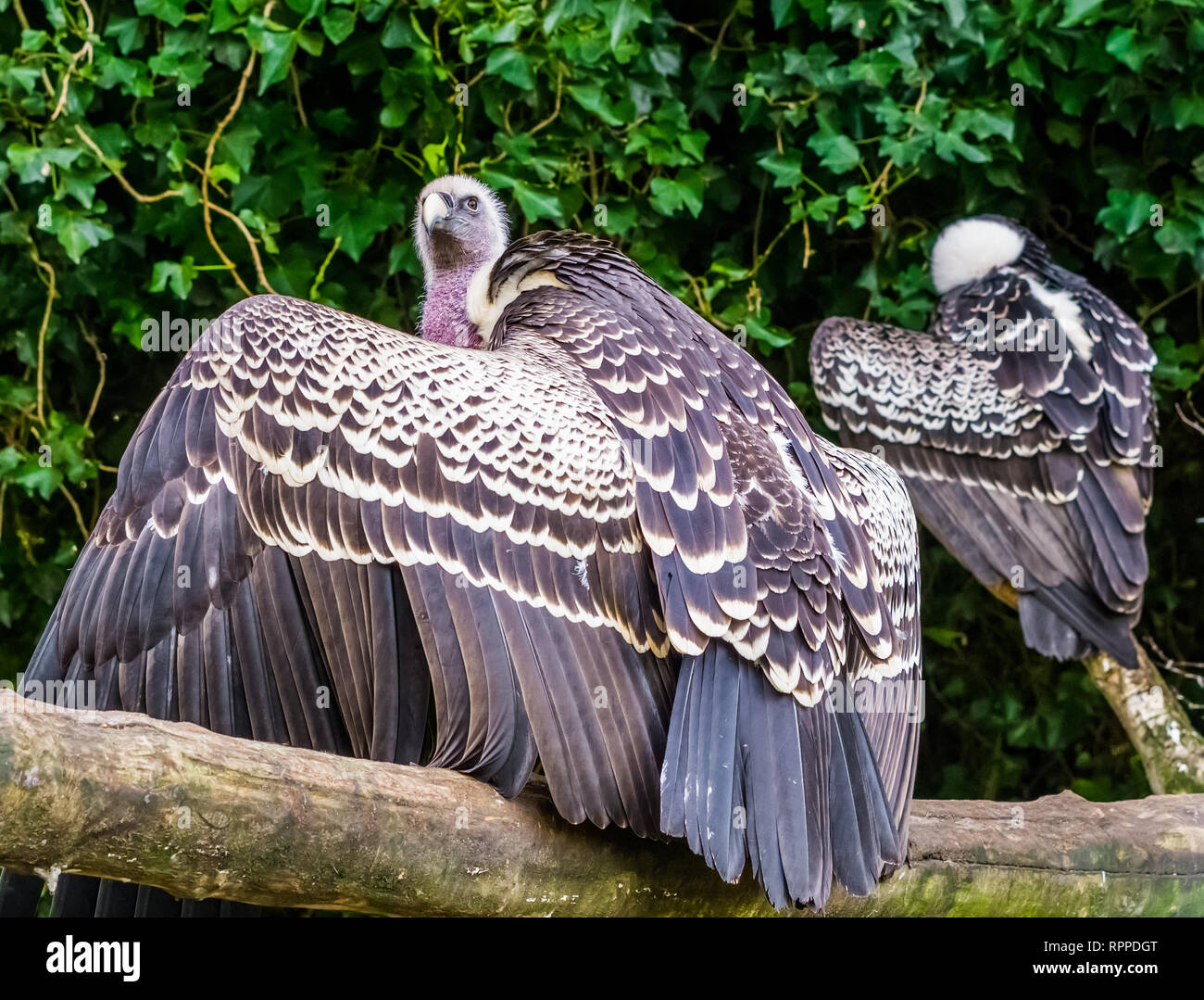 Beautiful Endangered Birds