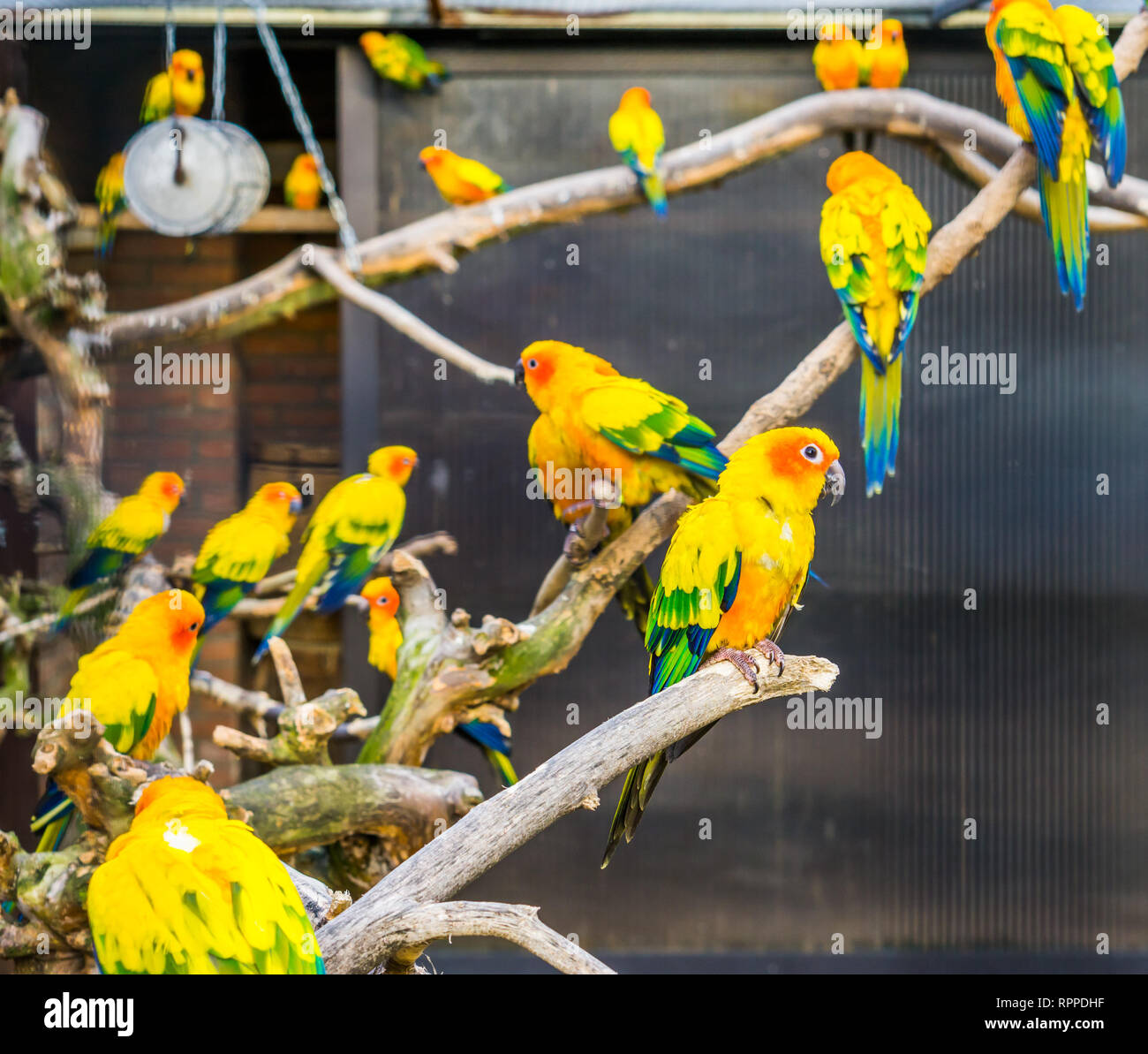 Aviculture, Colorful sun parakeets sitting on branches in the aviary ...
