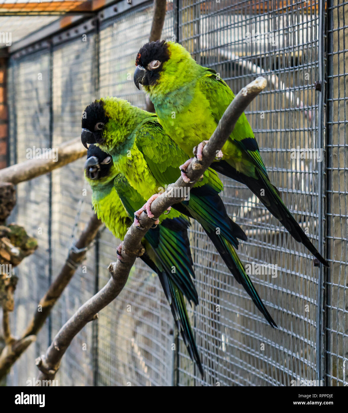 group of nanday parakeets sitting close together on a branch in the ...