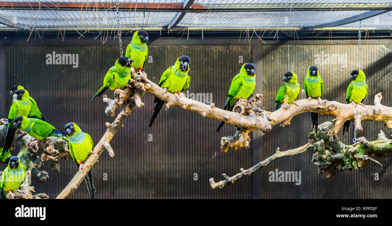 Zoo keeping of pets hi-res stock photography and images - Alamy