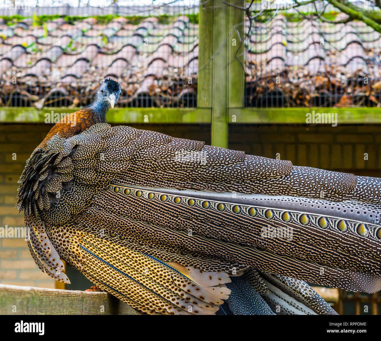 beautiful portrait of a male great argus pheasant, back view with ...