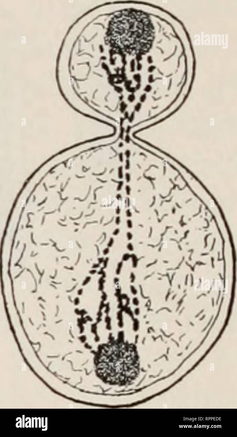 Hefezellen hi-res stock photography and images - Alamy