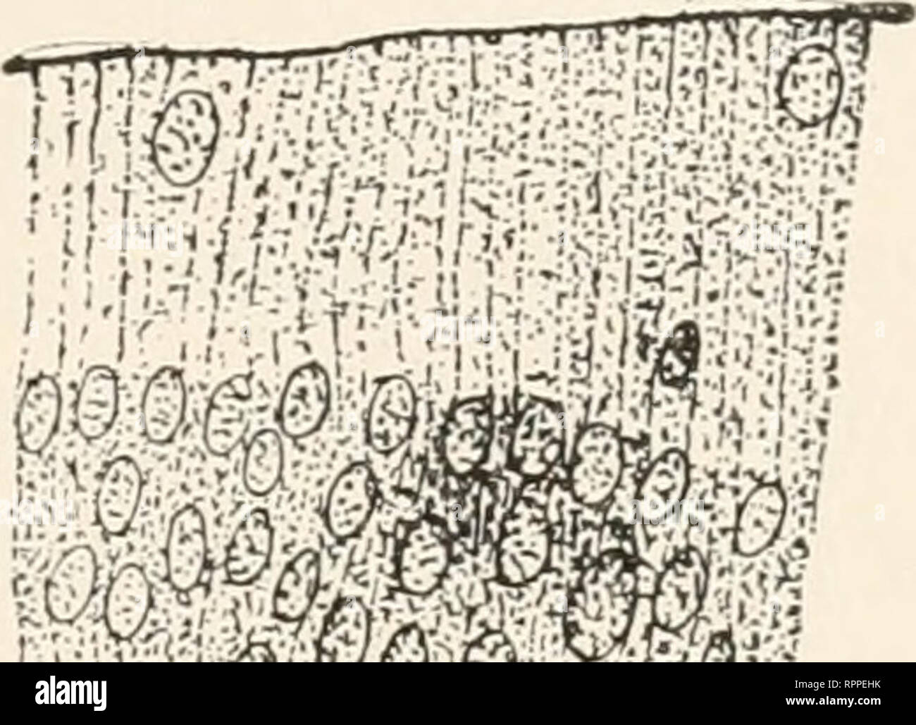 . The alligator and its allies. Alligators. The Digestive System 187 ...