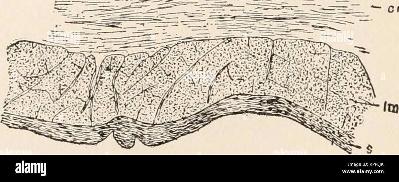 . The alligator and its allies. Alligators. :-'sy..,.iv-'"iiV.'1.'N;-A* ...