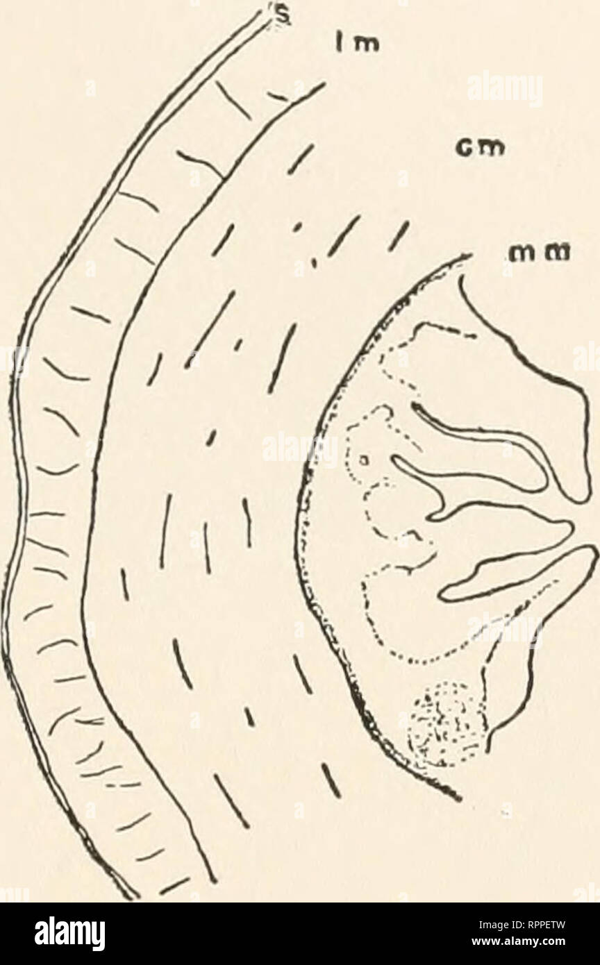 Relative to alligator hi-res stock photography and images - Alamy