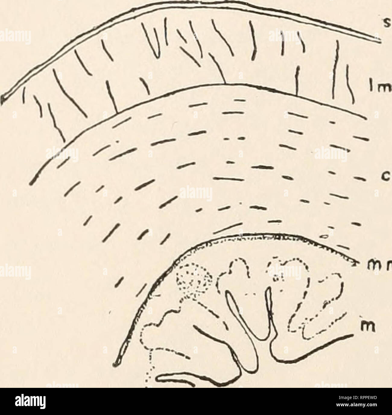 . The alligator and its allies. Alligators. 182 The Alligator and Its ...
