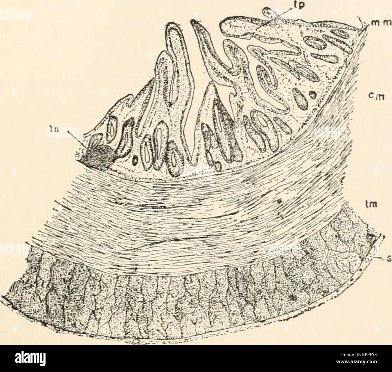 Muscular layer of small intestine hi-res stock photography and images ...