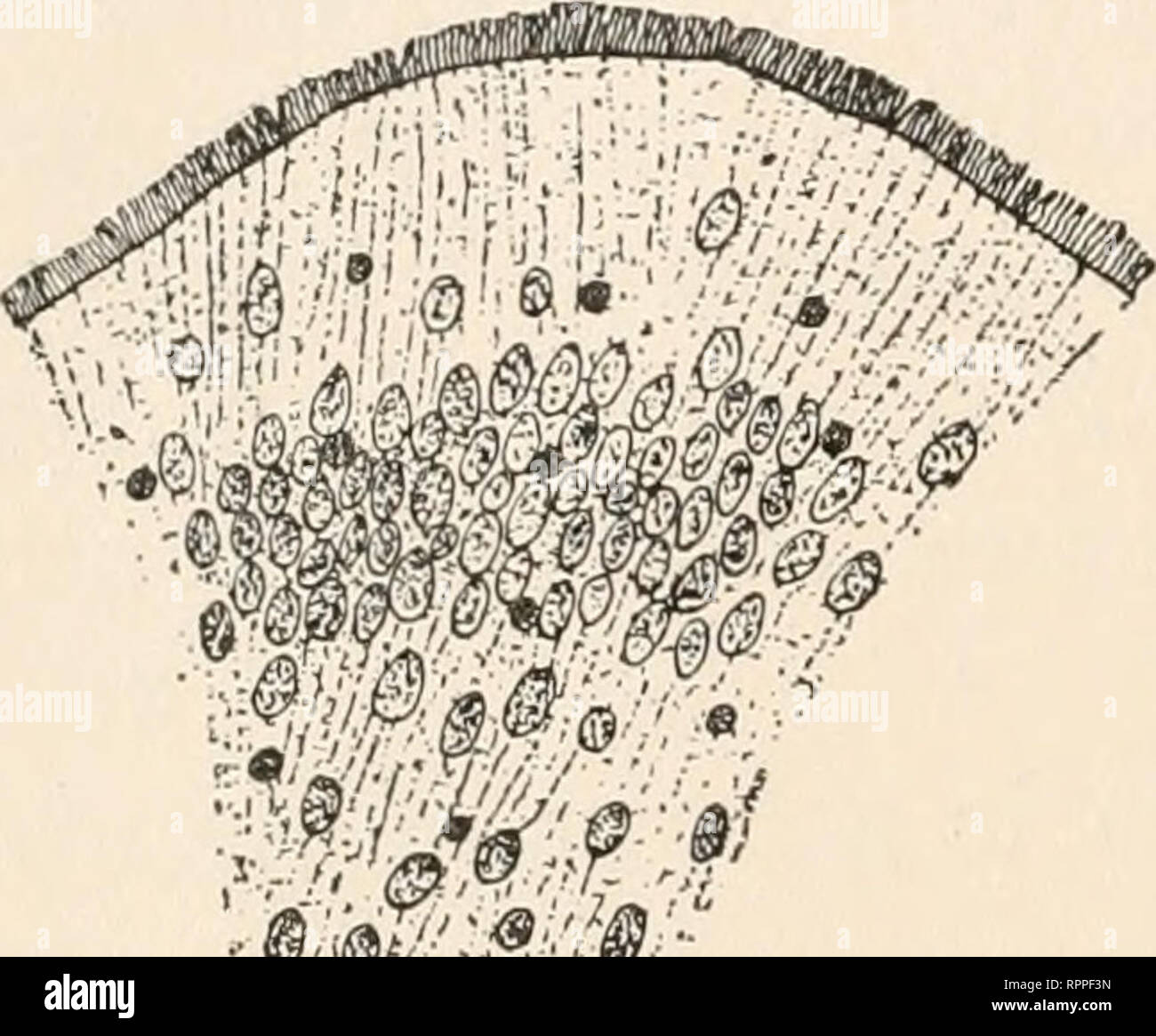 . The alligator and its allies. Alligators. 172 The Alligator and Its ...