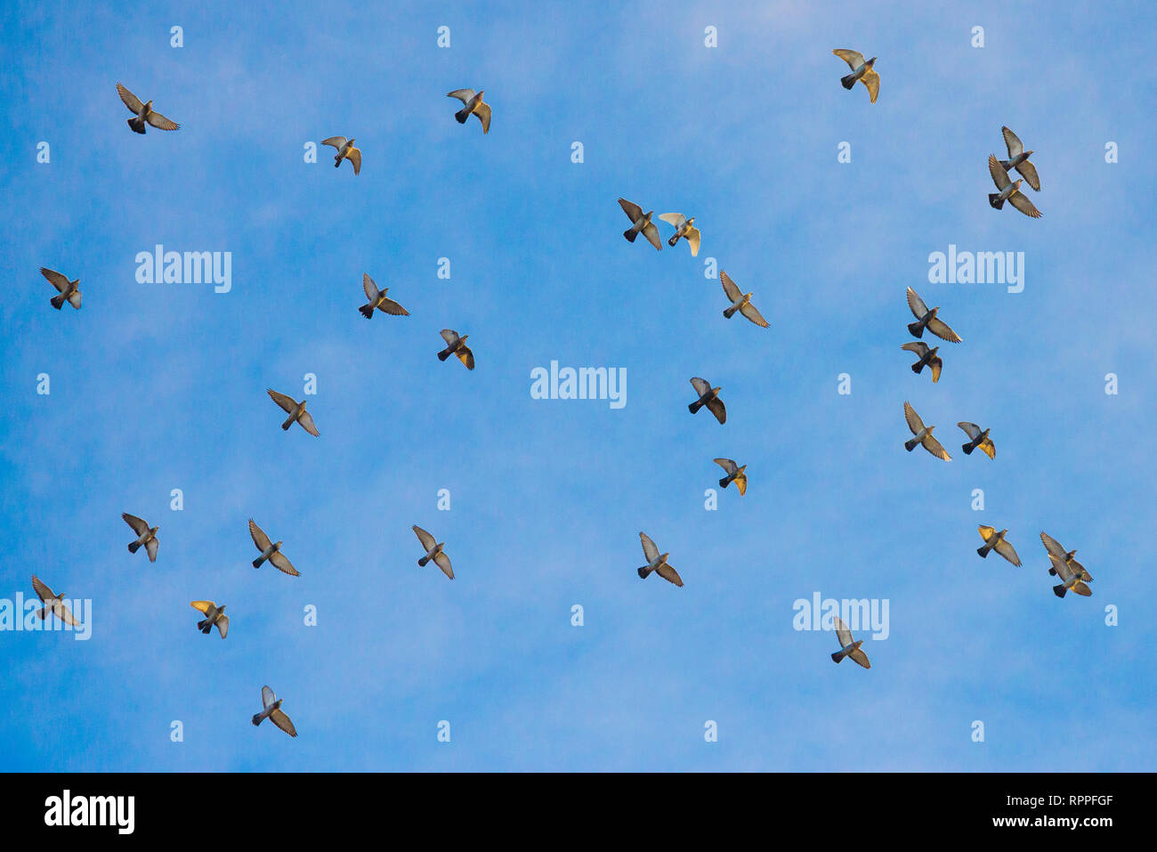 Pigeons are flying hi-res stock photography and images - Alamy
