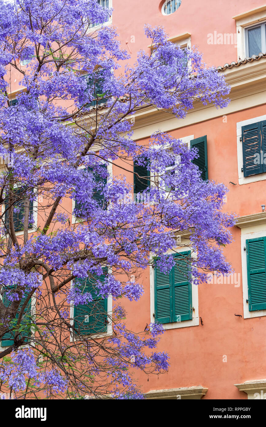 Jacaranda tree hi-res stock photography and images - Alamy