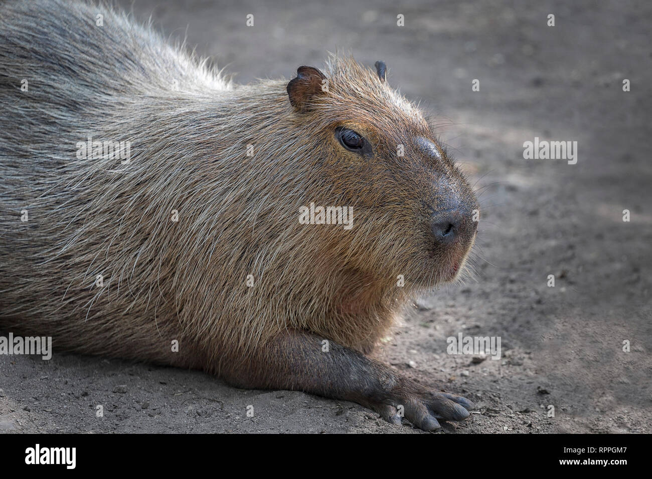 Cute capybara hi-res stock photography and images - Alamy