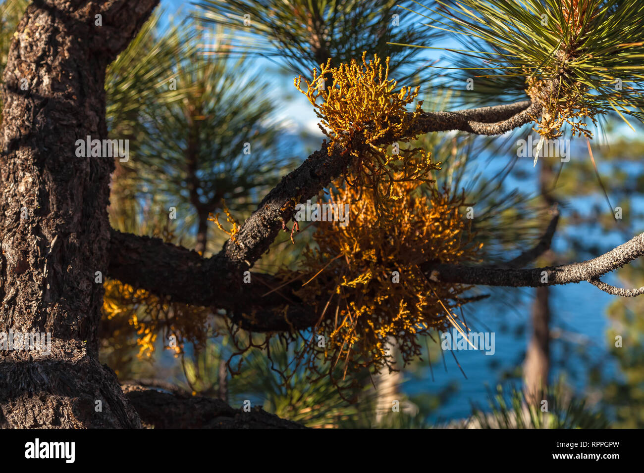 Close up at the juniper mistletoe growing on the branches of a Jeffrey ...