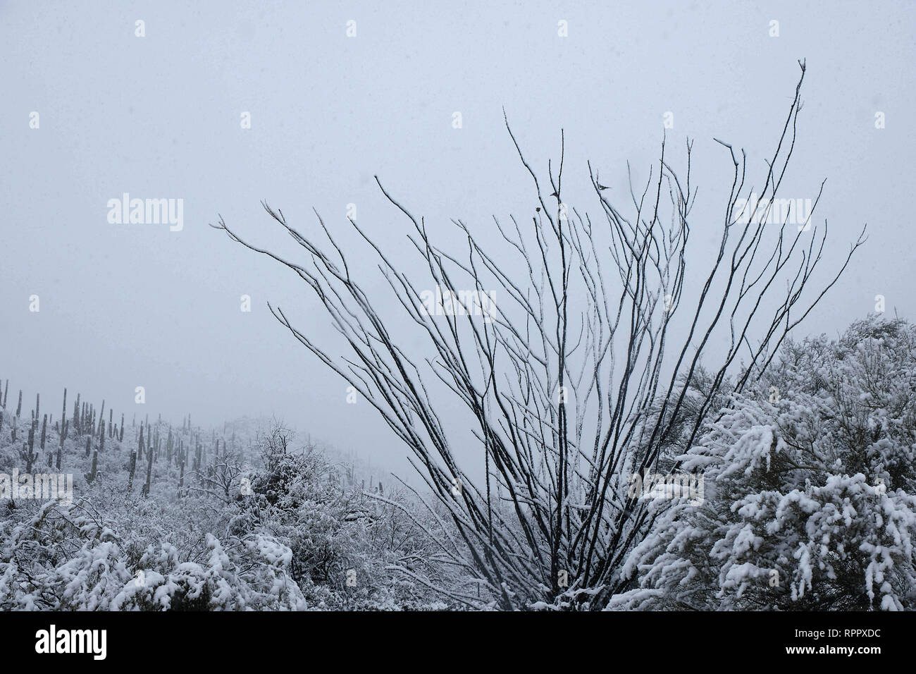 Tucson, Arizona, USA. 22nd Feb, 2019. February 22, 2019- Snowstorm at ...