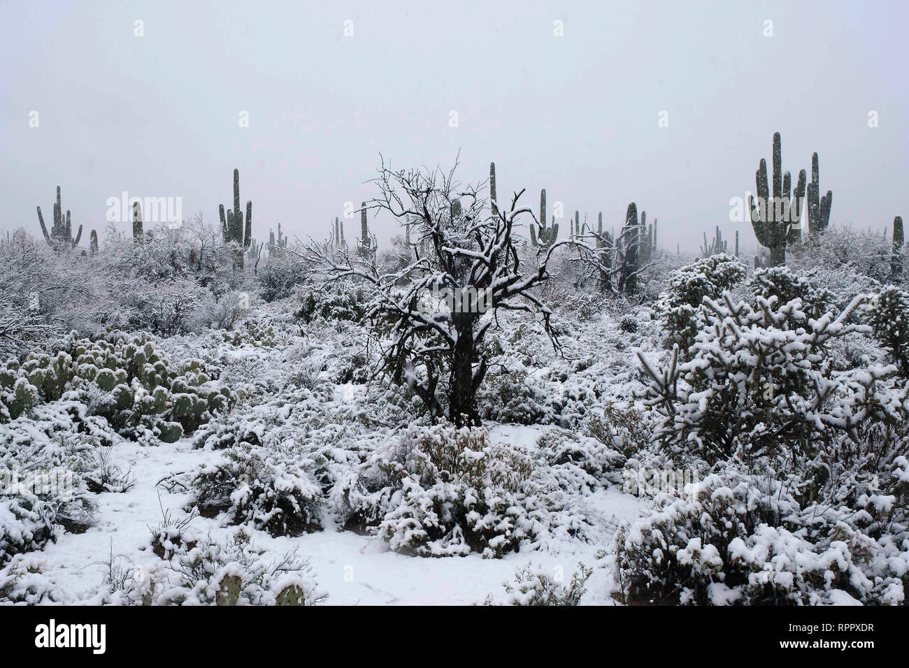 Tucson, Arizona, USA. 22nd Feb, 2019. February 22, 2019- Snowstorm at ...