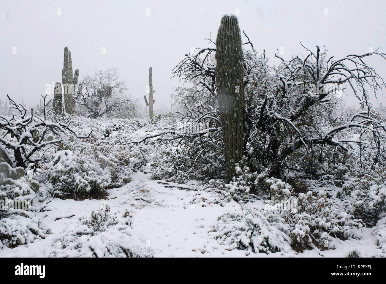 Tucson, Arizona, USA. 22nd Feb, 2019. February 22, 2019- Snowstorm at ...