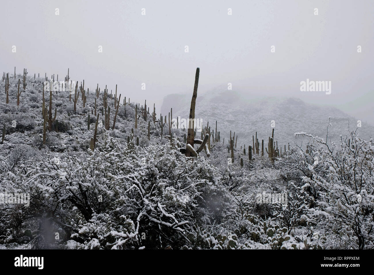 Tucson, Arizona, USA. 22nd Feb, 2019. February 22, 2019- Snowstorm at ...