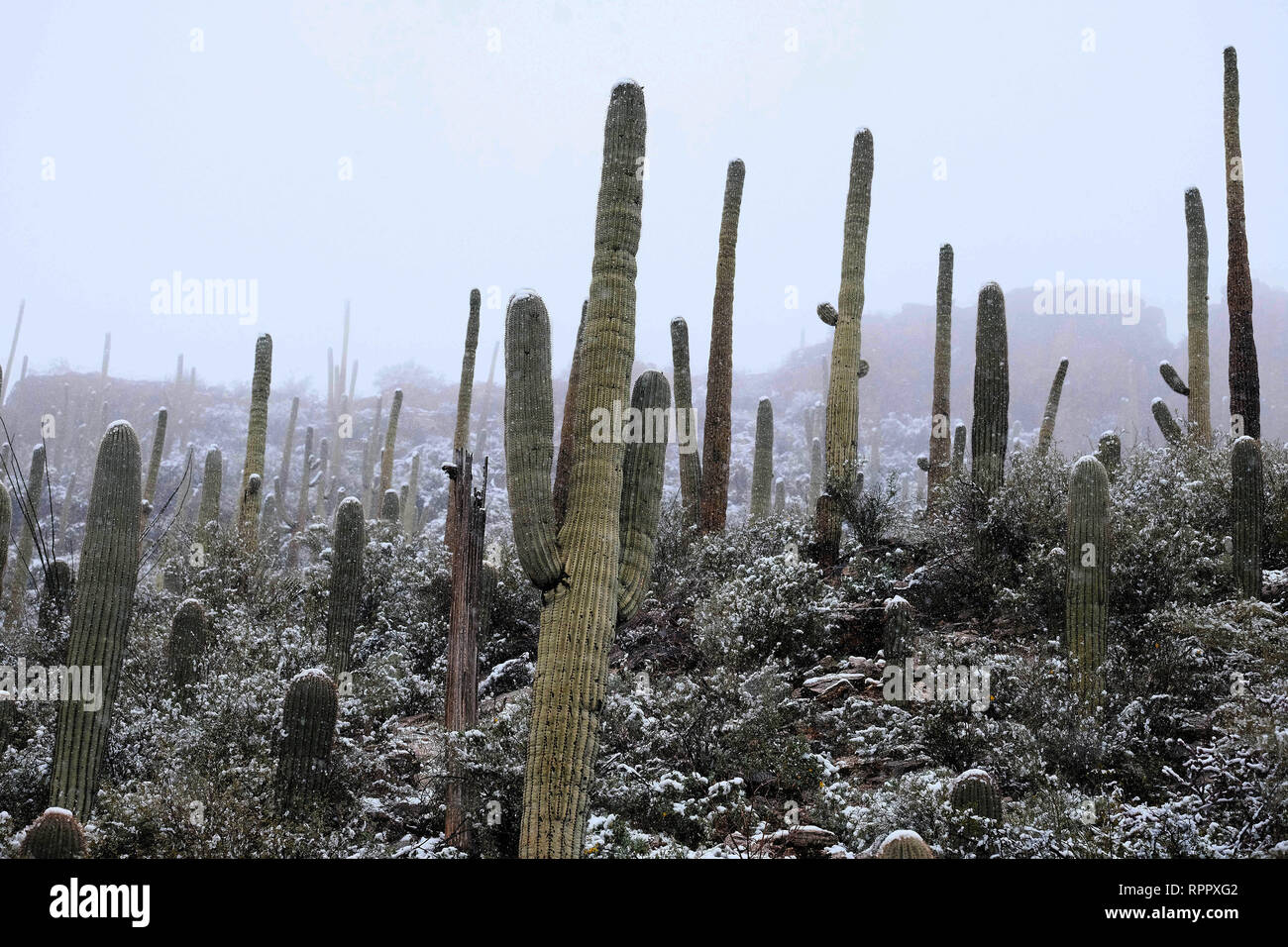 Tucson, Arizona, USA. 22nd Feb, 2019. February 22, 2019- Snowstorm at ...