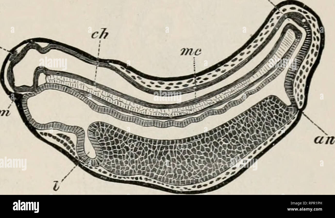 . Allgemeine Zoologie und Abstammungslehre. Evolution; Zoology ...