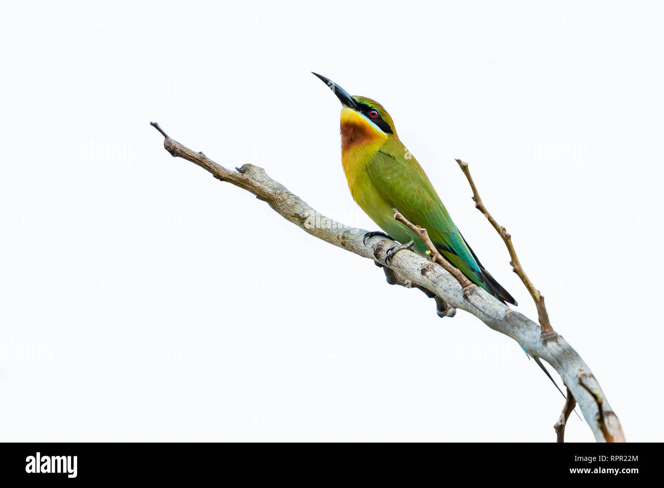 Blue-tailed bee-eater isolated perching on a perch with white ...