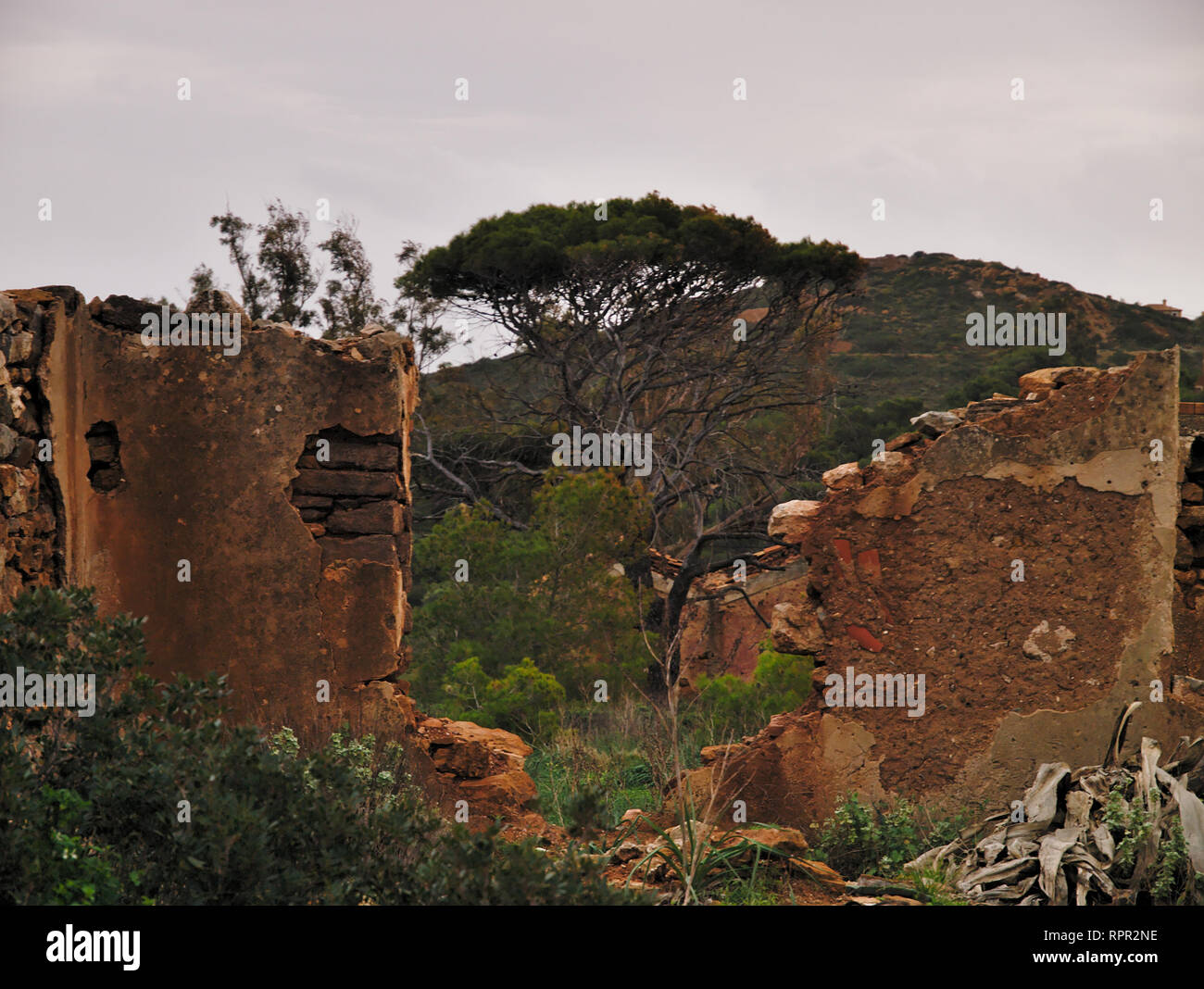 Tall tree and fallen wall in ruined village under sky with clouds Stock ...
