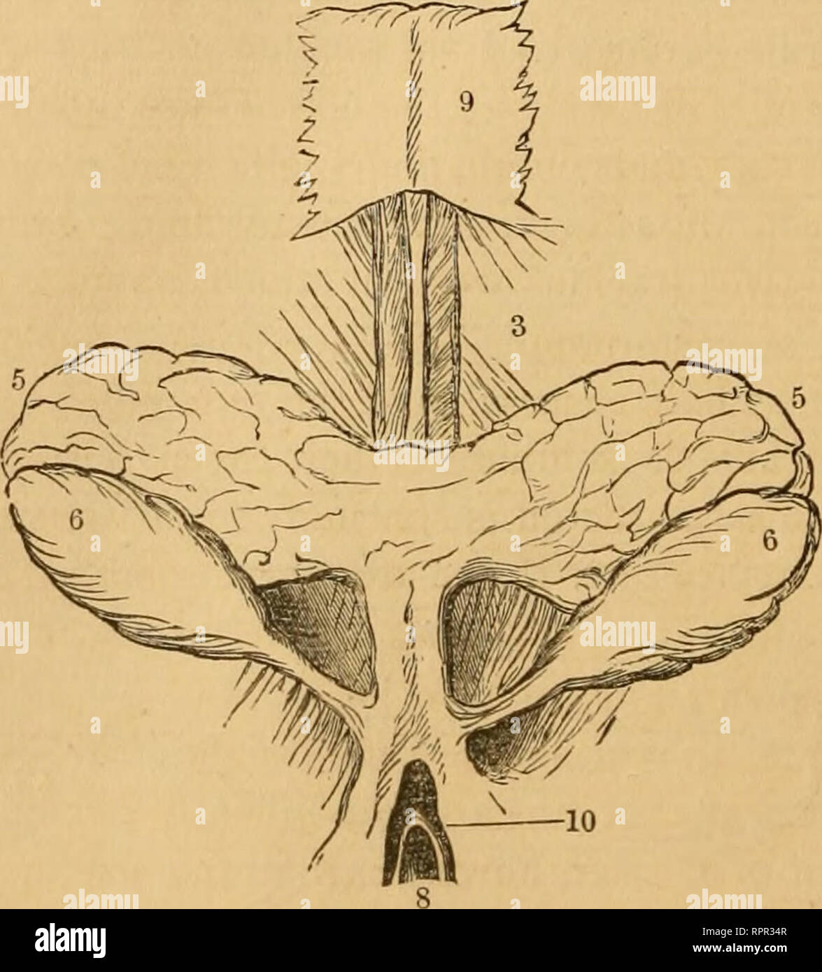 . The American beaver and his works. Beavers. ^.09 02 APPENDICES ...