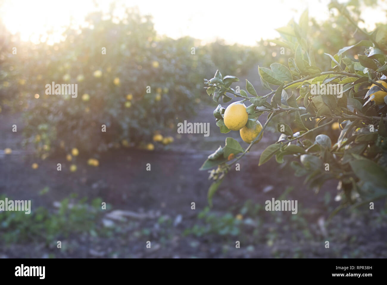 Lemon orchard in Ventura County California Stock Photo - Alamy