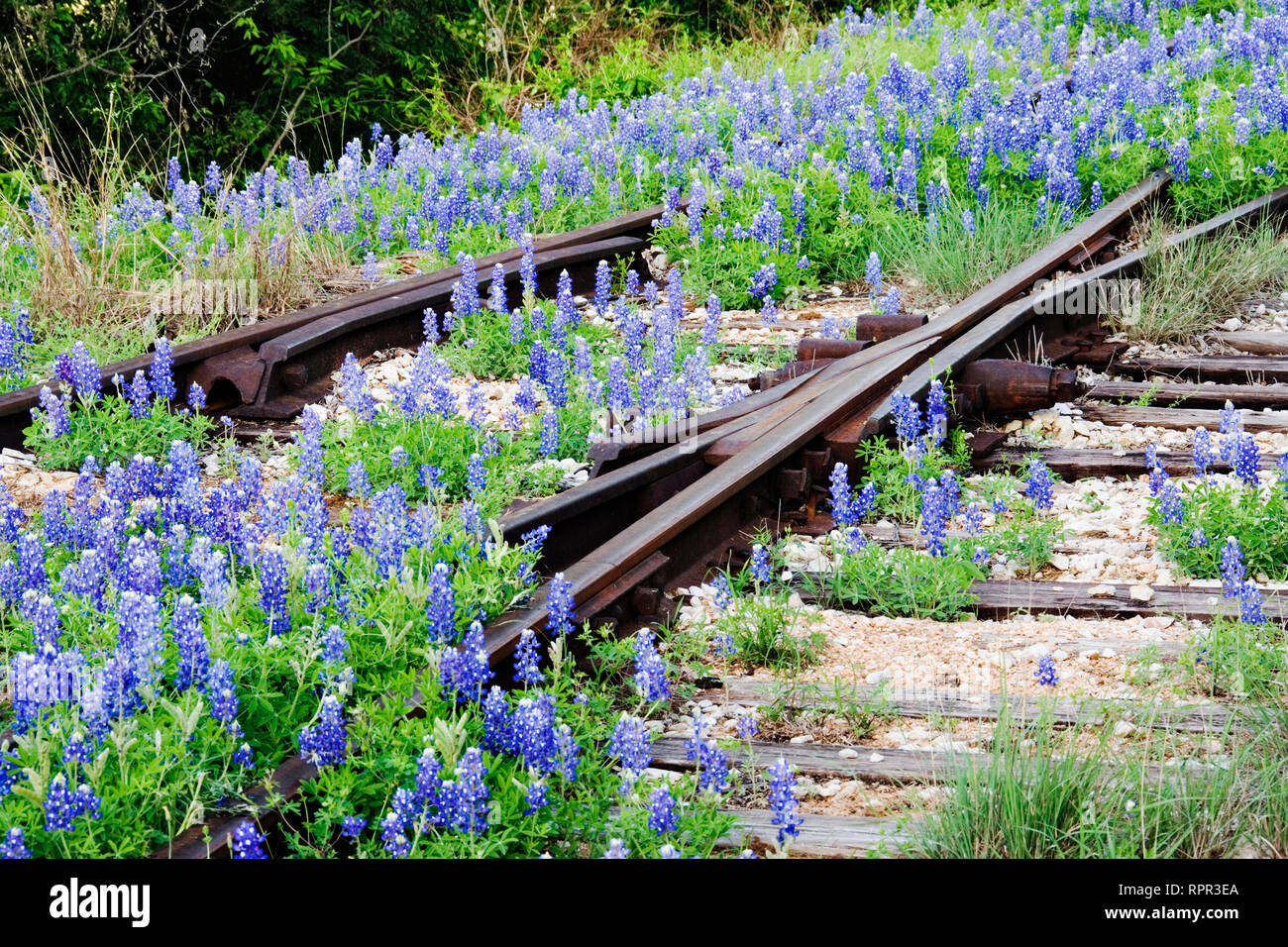 Flowers Overgrowing Unused Railroad Tracks Stock Photo - Alamy