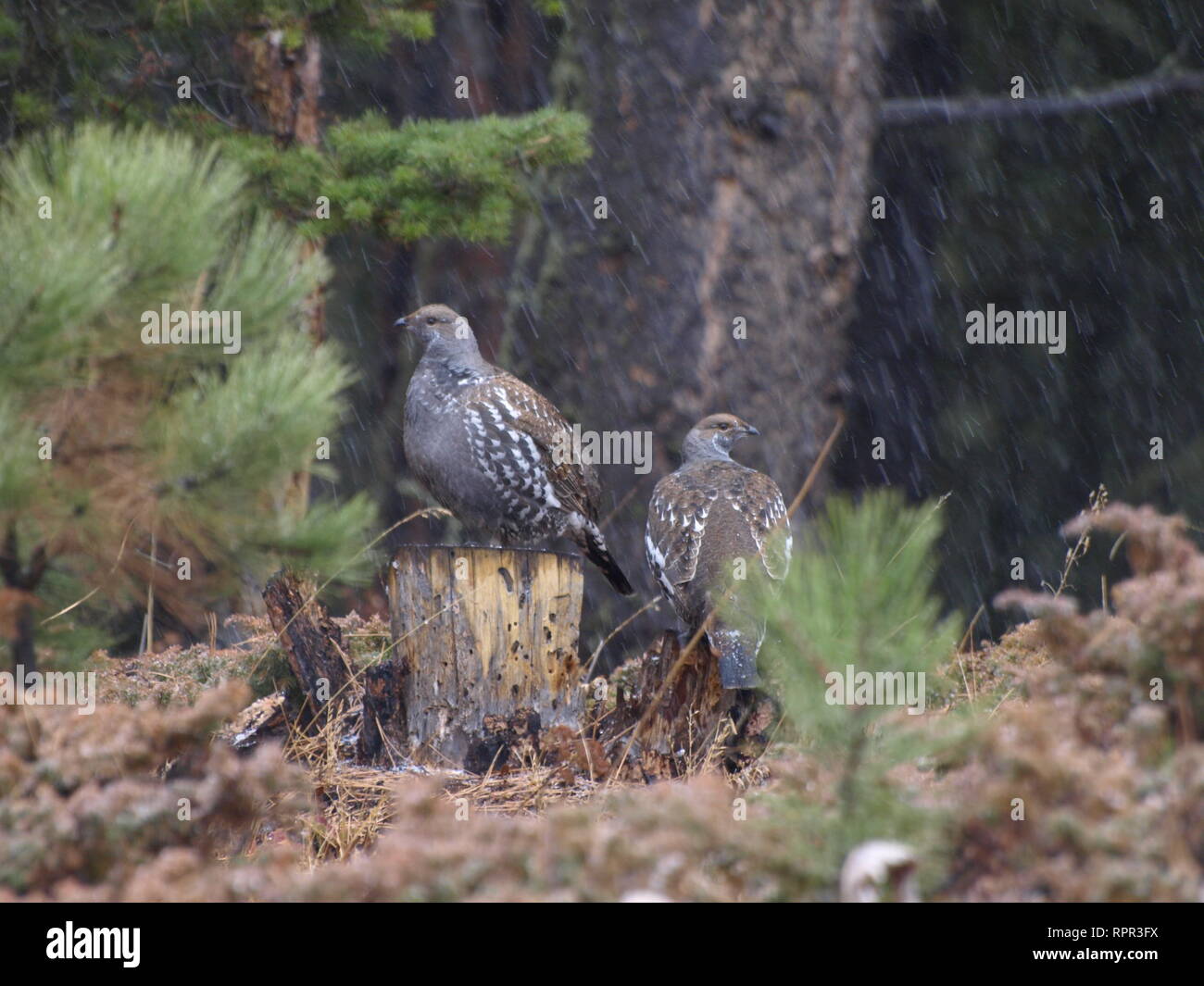 Blue grouse hen or sooty grouse hi-res stock photography and images - Alamy