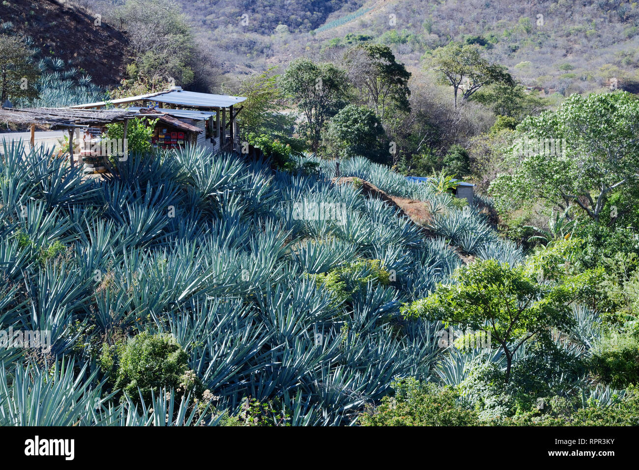 Remote Landscape with Succulents Stock Photo - Alamy