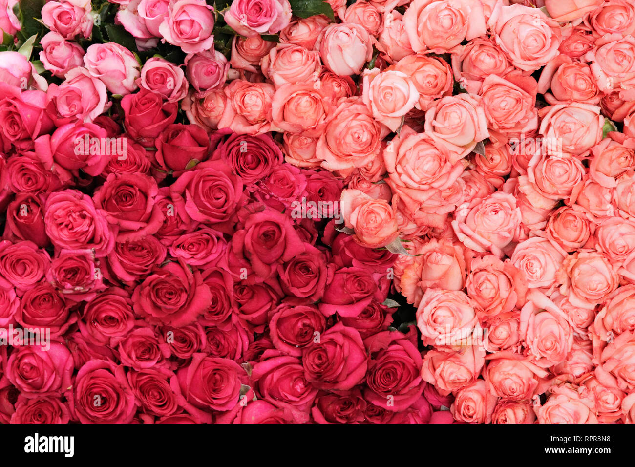 Roses at Market Stock Photo - Alamy