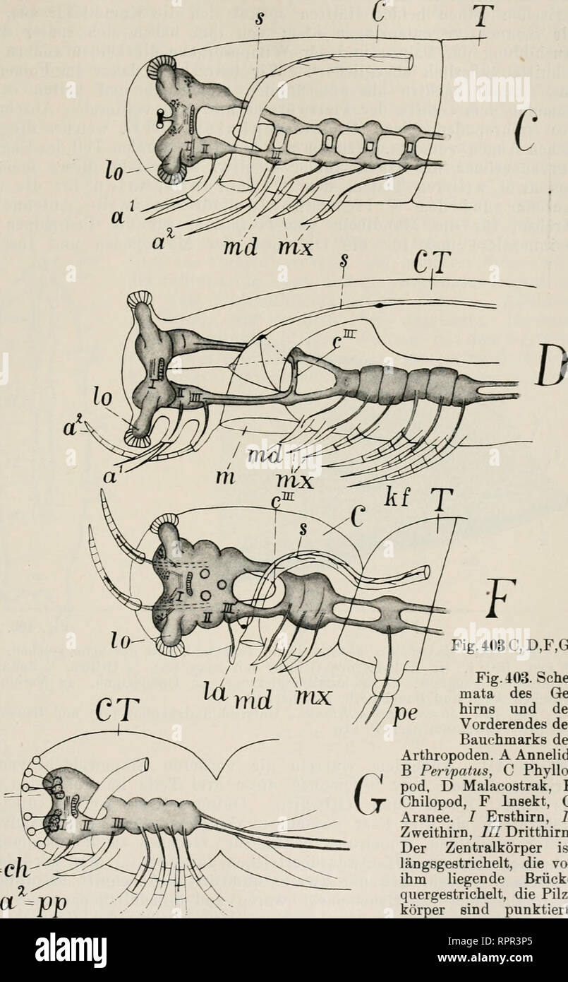 Erste arthropoden hi-res stock photography and images - Alamy