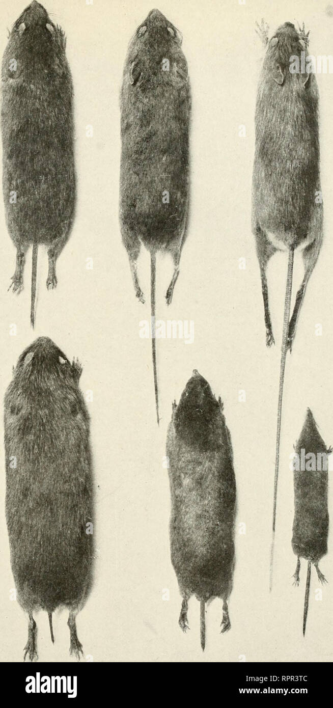 Meadow jumping mouse hi-res stock photography and images - Alamy