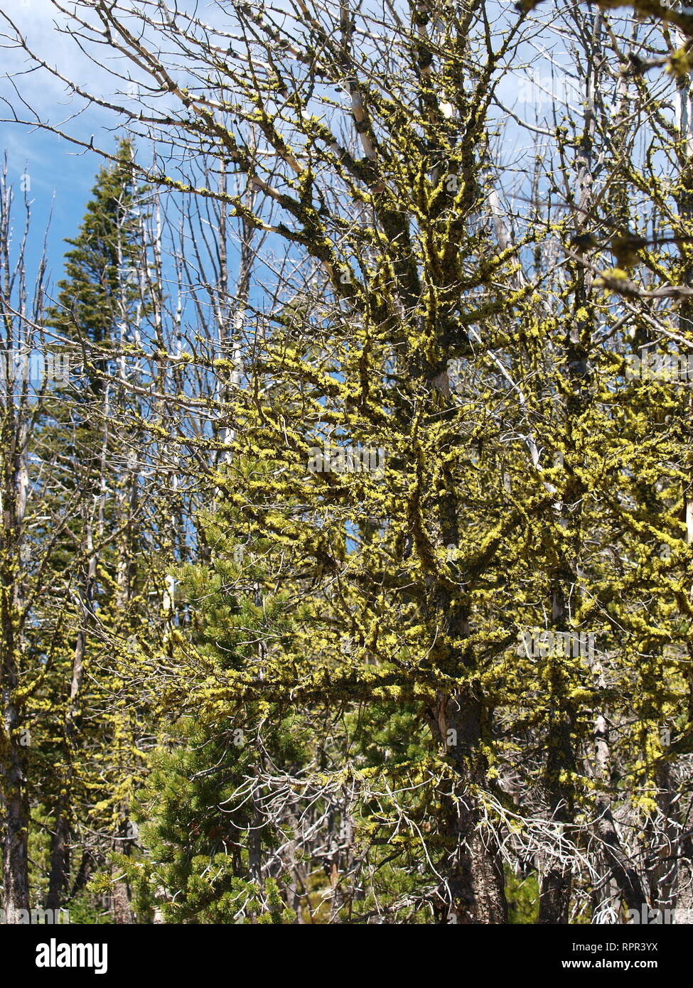 Beautiful treescape hi-res stock photography and images - Alamy